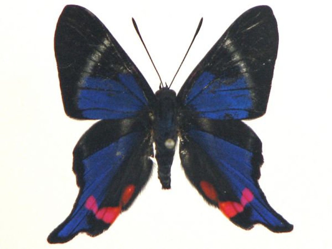 Pack of 2 Butterflies Rhetus Periander With Closed and Folded Wings (WS ...