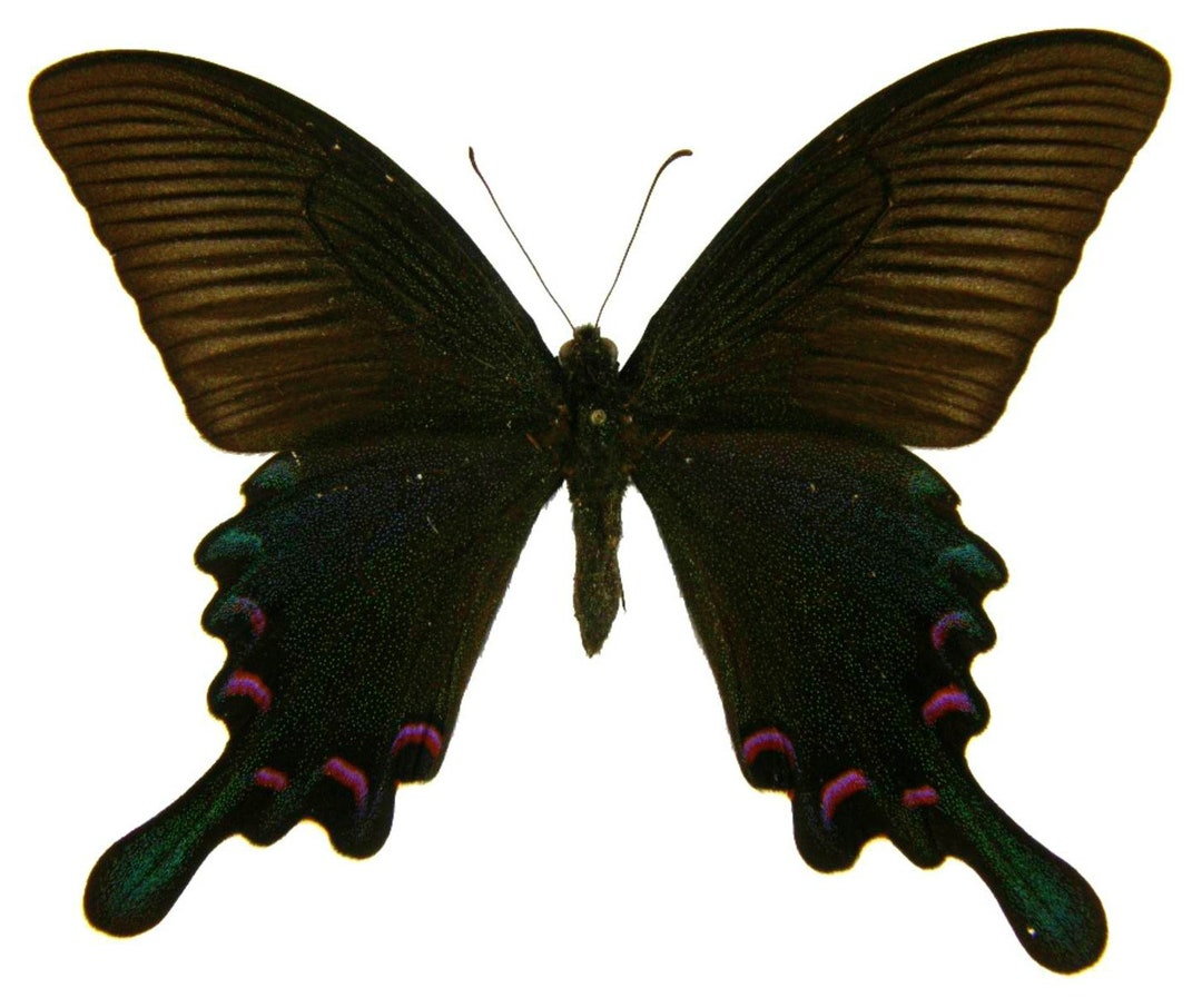 Lof of Two Uncommon Swallow Tail Papilio Dialis Dialis With - Etsy