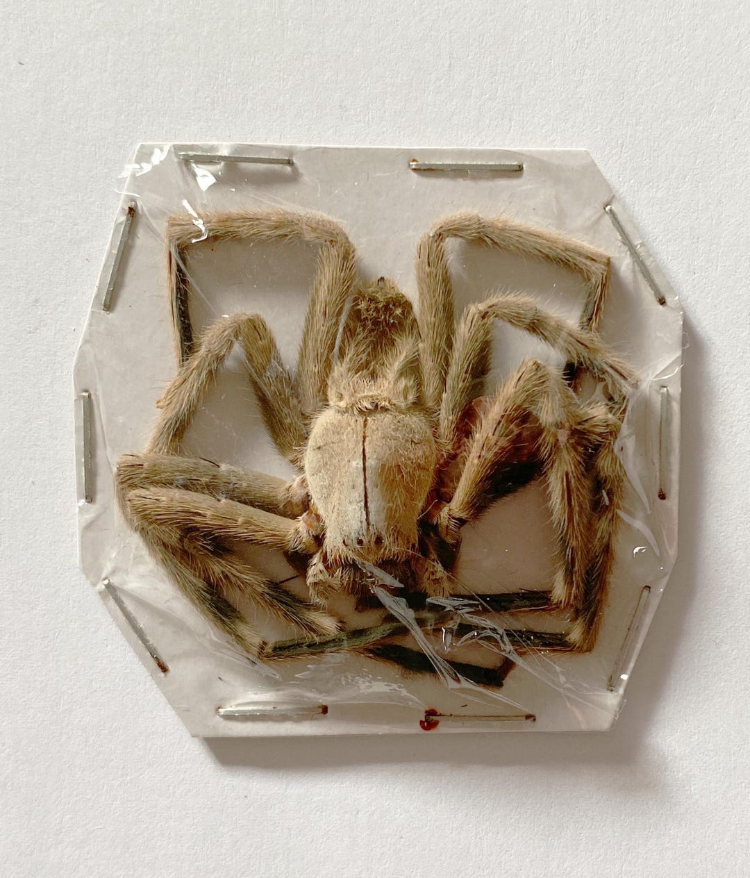 A Very Impressive Huntsman Spider From Malaysia Ssp 3 , UNSPREAD, for ...