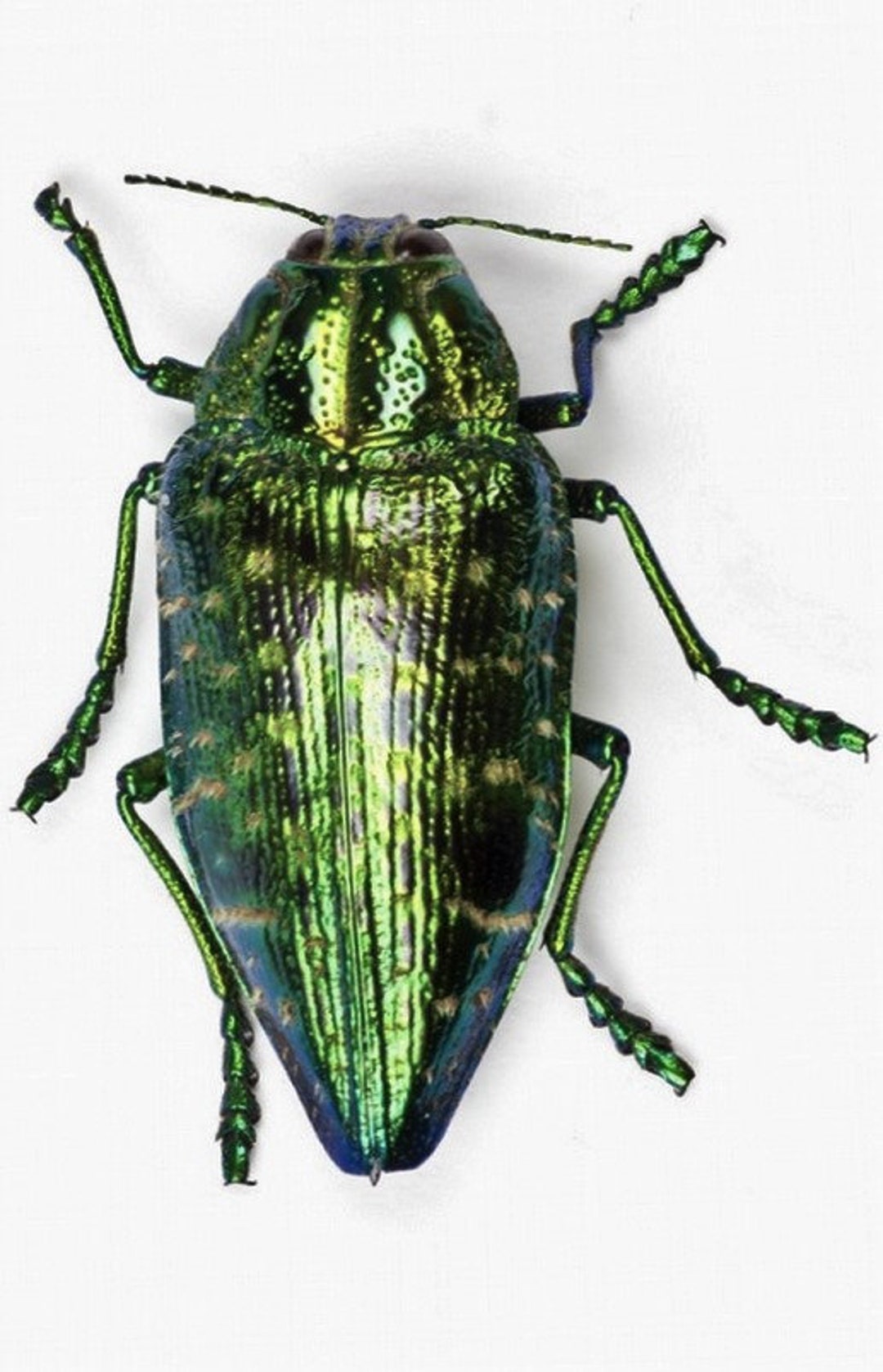 Pack of Two Jewelbeetles Polybothris Sumptuosa Sumptuosa , for All Your ...