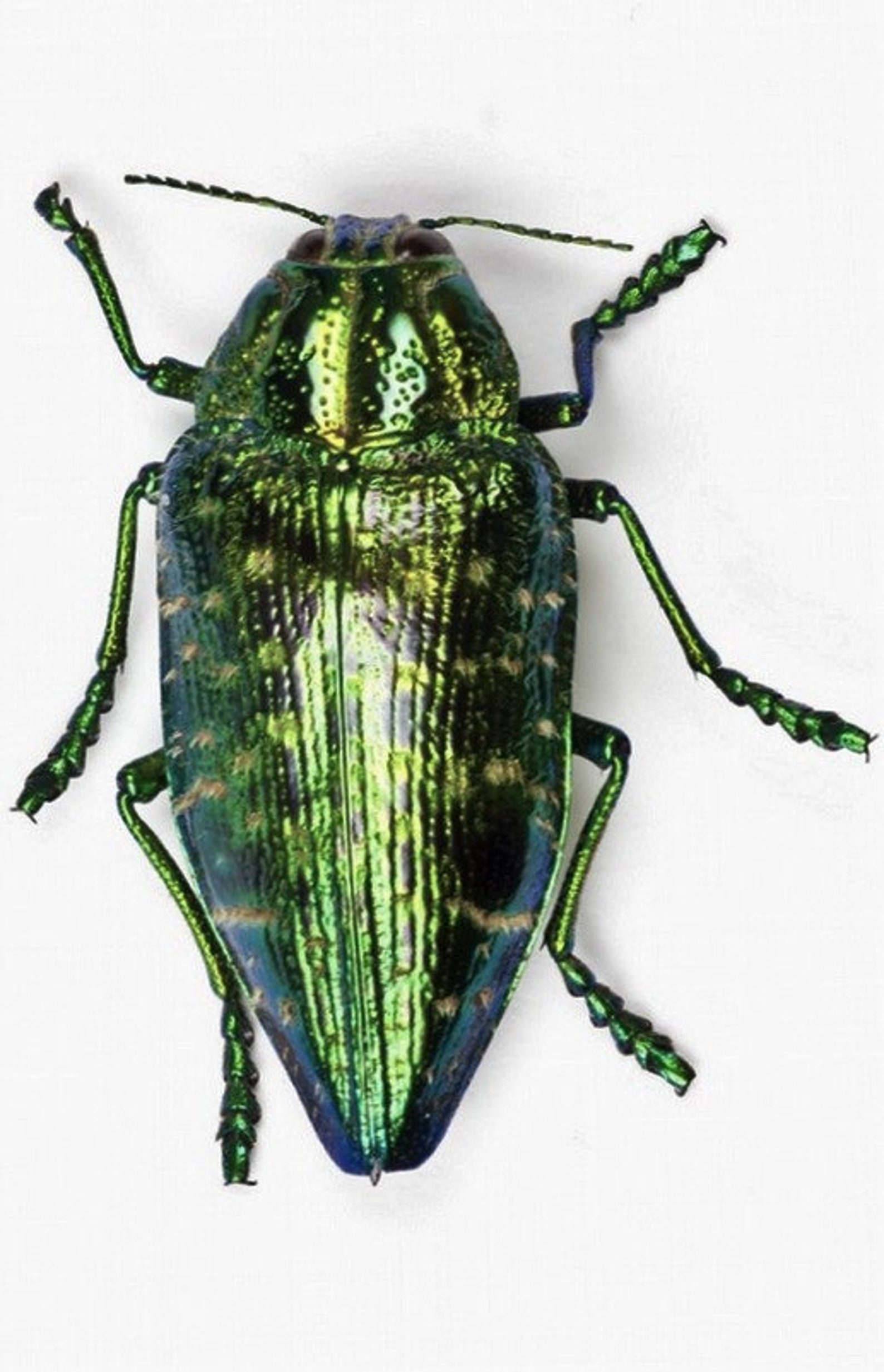 Pack of Two Jewelbeetles Polybothris Sumptuosa Sumptuosa , for All Your ...