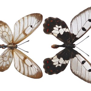 One Nice Pair Cressida Cressida M and F, Swallowtail , Folded and ...