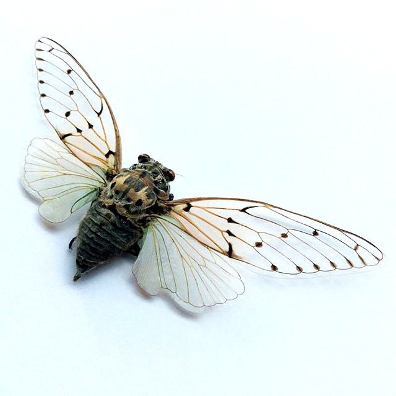 One Beautiful and Large Ghost Cicada With Wings Open, Ayuthia ...