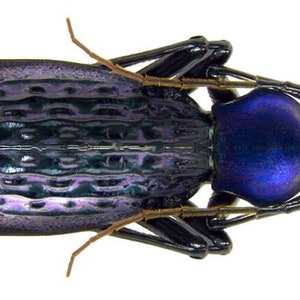 One Fantastic Pack of Two Ground Beetles Apotomopterus Arrowi From ...