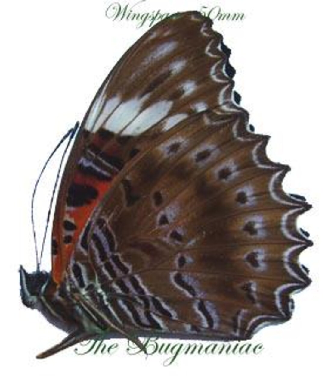Pack of Two Butterflies Cethosia Chrysippe Ssp From PNG for All Your ...