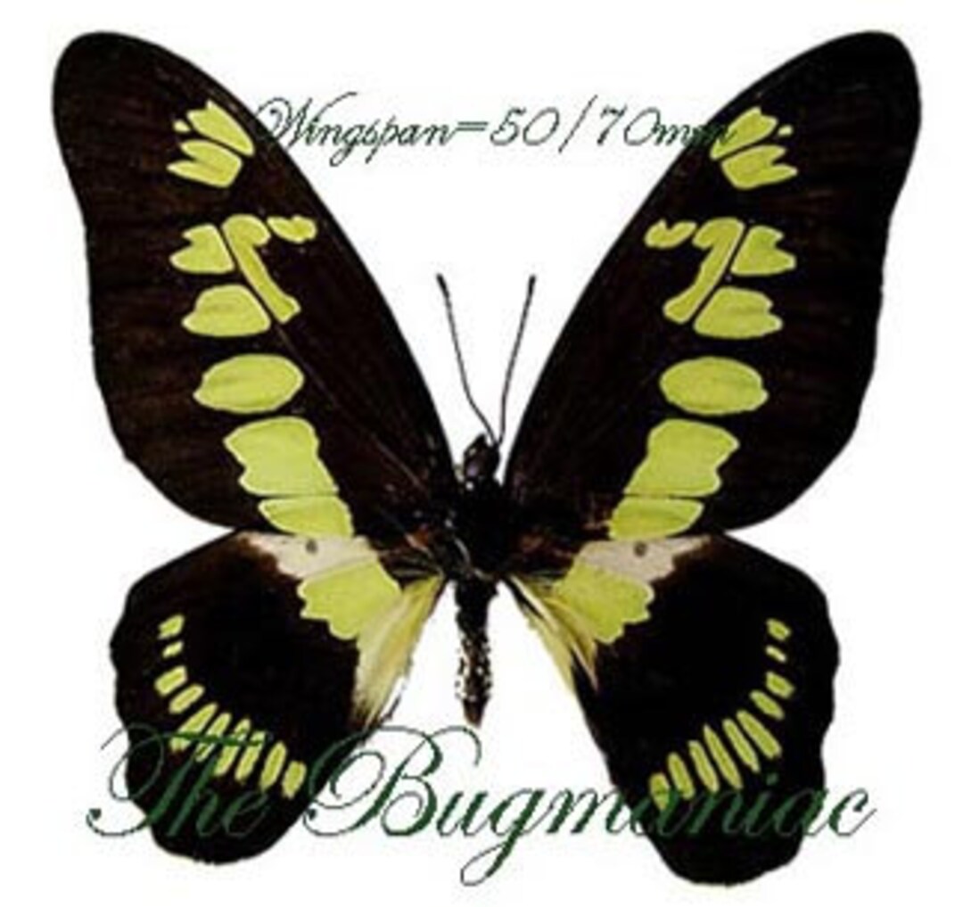 Pack of 2 Nice Swallowtail Graphium Latreillanus Theorini ,wings Closed ...