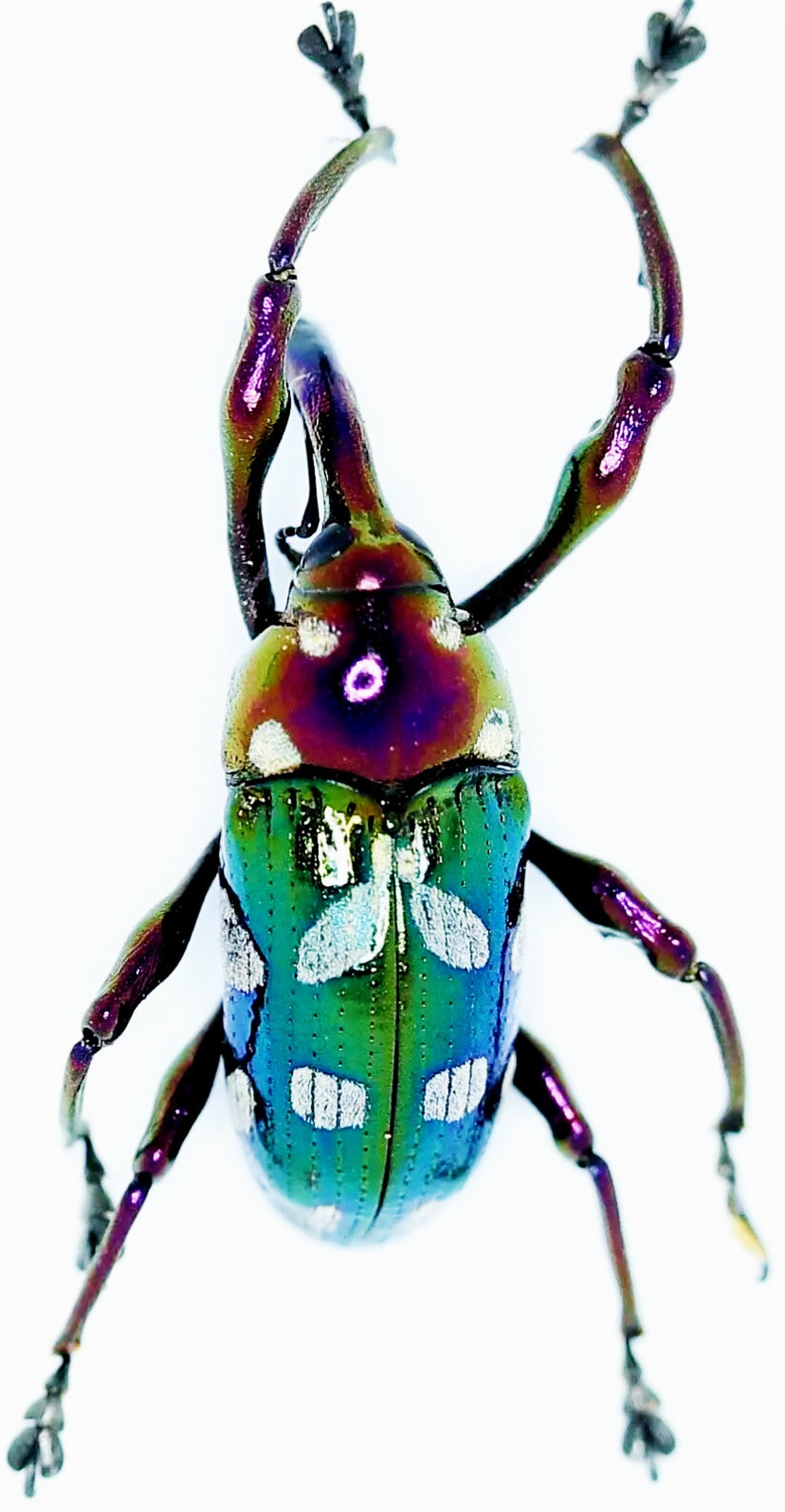 Pack of 2 Beautiful Weevils Alcidodes Subcuprinus Mm A1/aa- for All ...