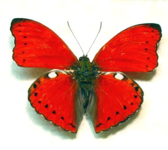 Pack of 3 folded and closed butterflies cymothoe excelsa for | Etsy