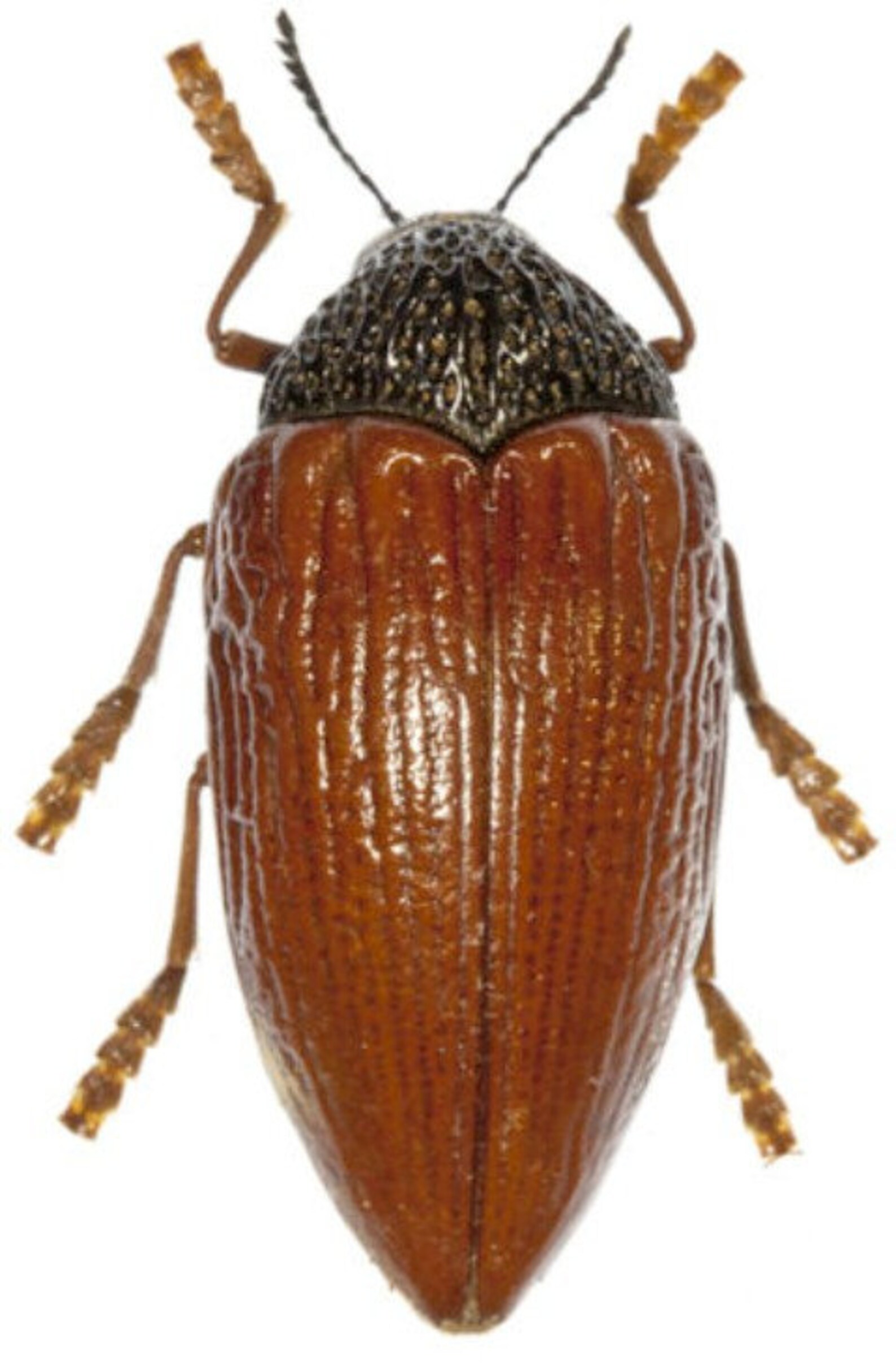 Pack of Two Jewel Beetles Sternocera Hildebranti 4O/5O Mm for All Your ...