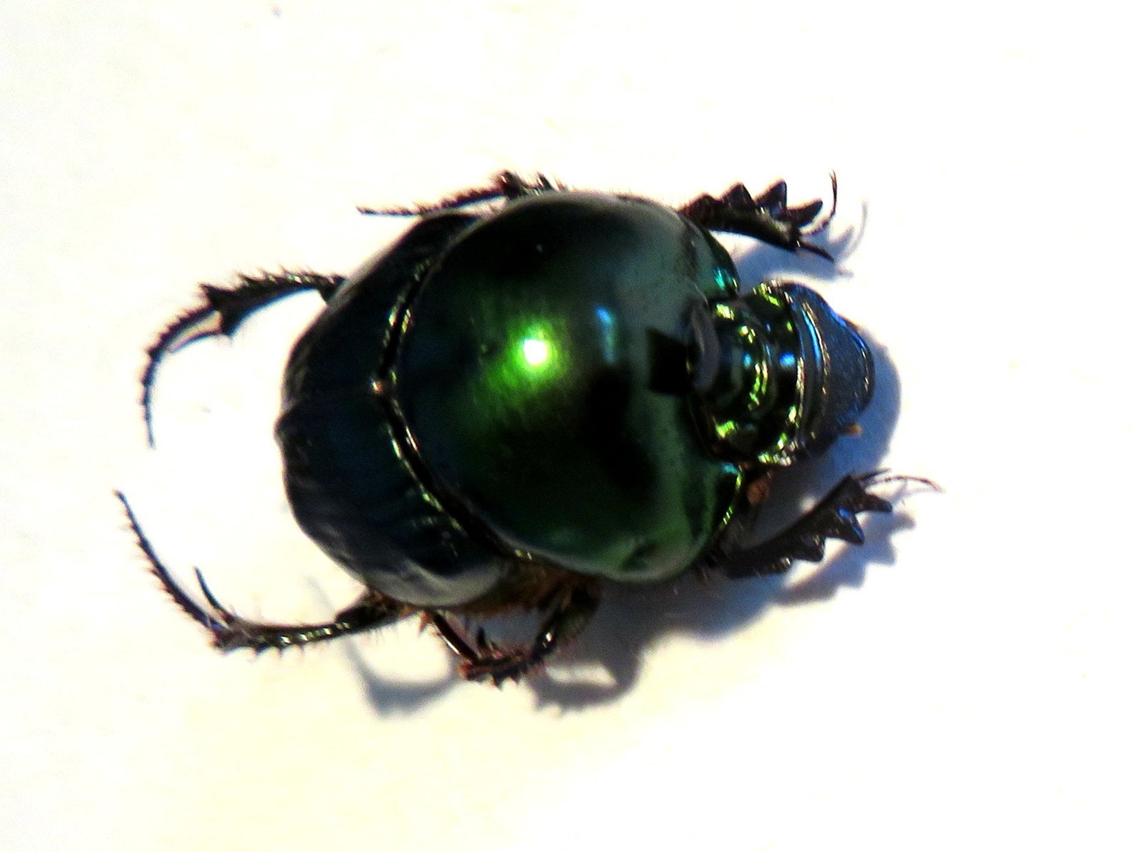 Pack of 5 Nice Scarab Beetle Helictopleurus Giganteus for All Your ...