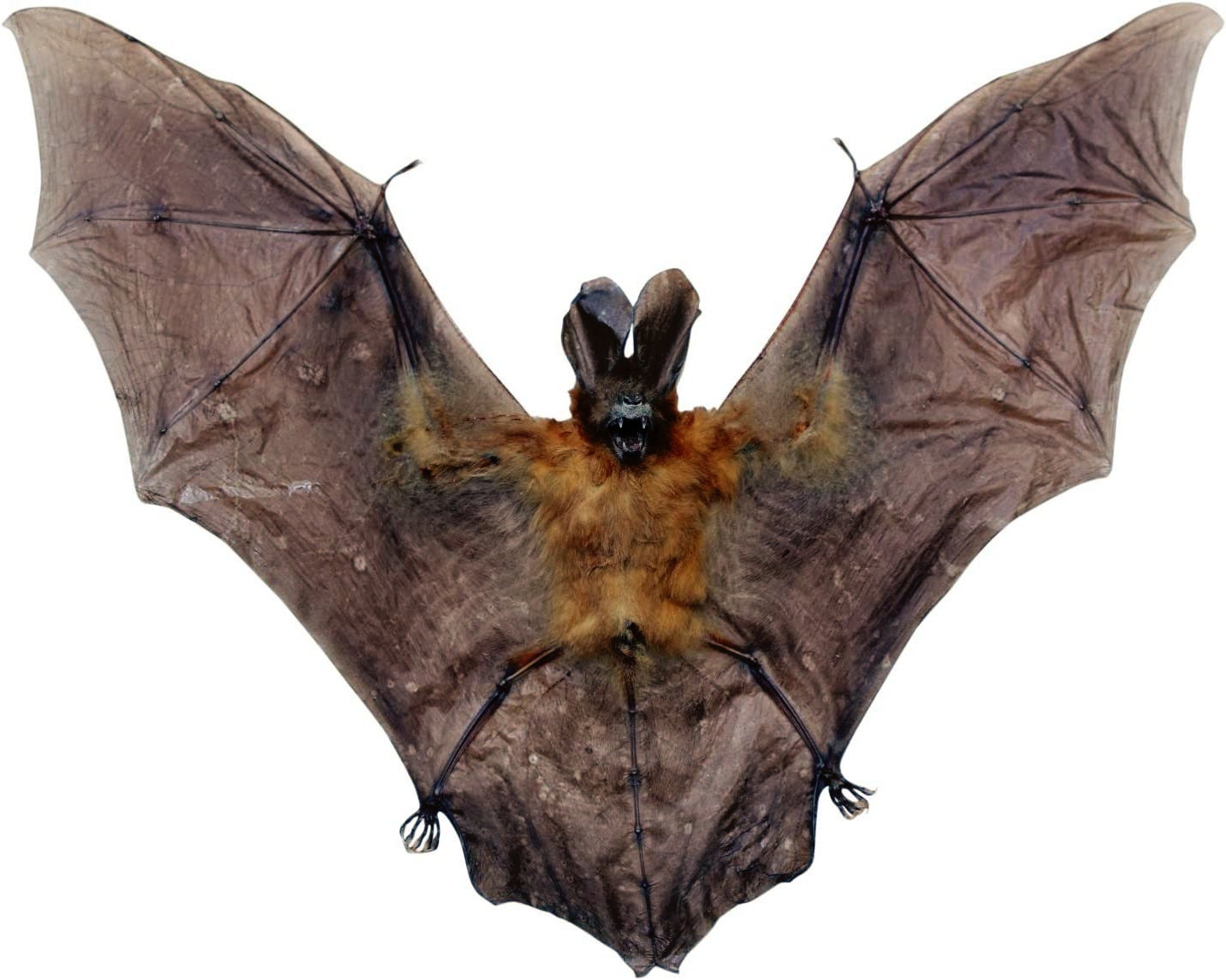White Winged Flying Fox