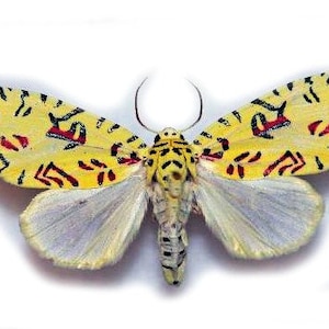 One Very Beautiful Tiger Moth Mazuca Strigicincta Aa- Closed Wings for ...