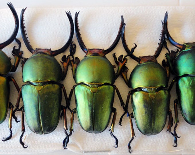 Pack of 5 Stag Beetles Lamprima Adolphinae 30/40mm Lucanidae A1 Quality for All Your Taxidermy ...