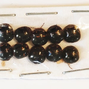 Pack of 10 Small Black Metallic Ladybugs Beetles for All Your Taxidermy ...