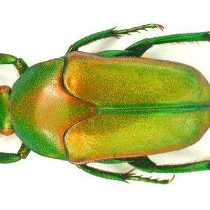 Pack of 2 Flower Beetles Lomaptera Lucidula , for All Your Taxidermy ...
