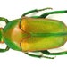 Pack of 2 Flower Beetles Lomaptera Lucidula , for All Your Taxidermy ...