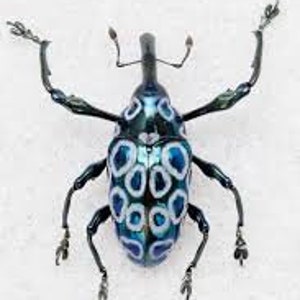 Pack of 2 Weevils Alcidodes Ocellatus 20/25 Mm for All Your Taxidermy ...