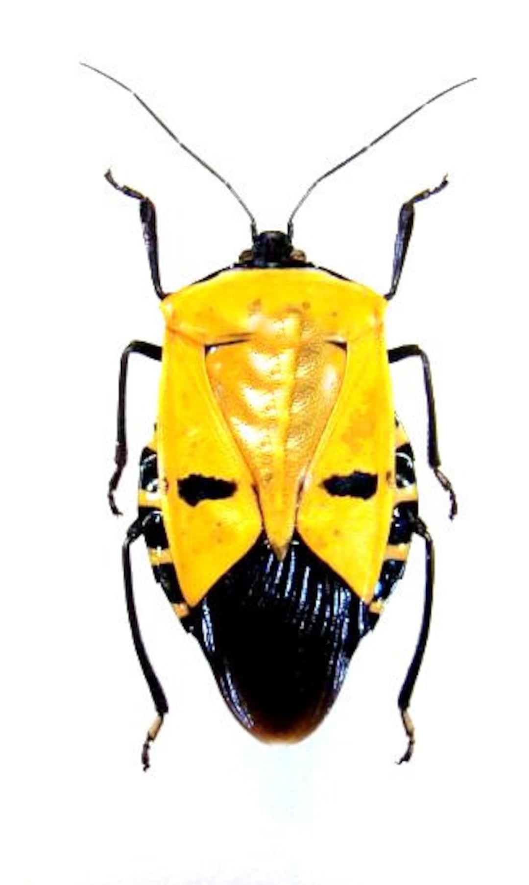 Pack of 3 Stinkbug Catacanthus Incarnatus , Hemiptera Java for All Your ...