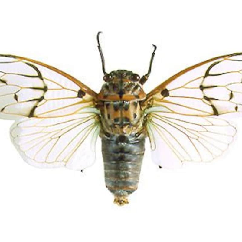 Cicada Wings - Etsy