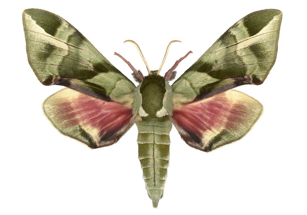 Pack of 2 Nice Hawk Moths Callambulyx Tatarinovi, Sphingidae WS 60/70mm ...