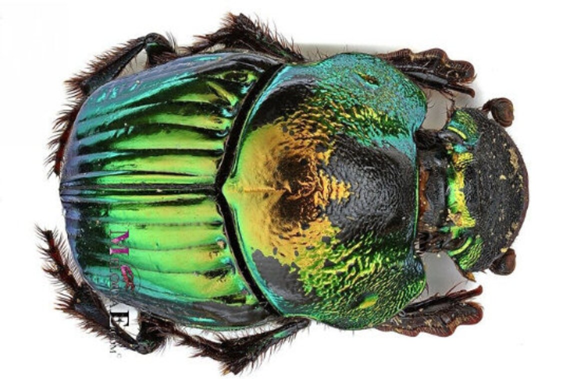 Pack of 6 Scarab beetle Phanaeus demon female 15/20mm | Etsy