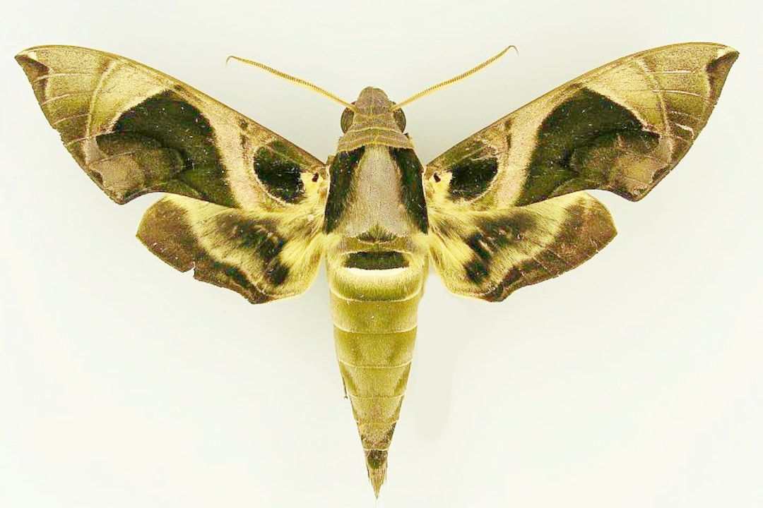 Pack of 2 Hawkmoth Daphnis Hypothous From Philipinnes, Sphingidae, With ...