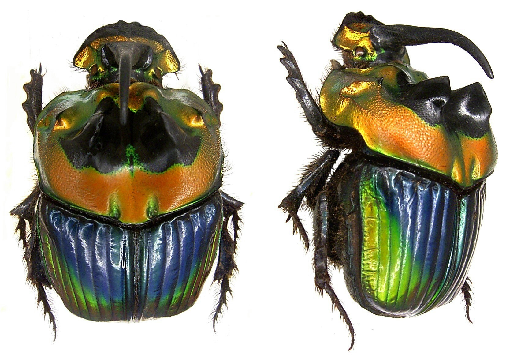One Pair of the Extraordinary Scarab Beetle Sulcophanaeus Imperator for ...