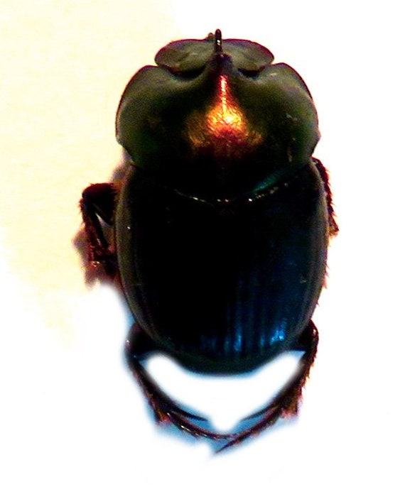 Pack of 10 small but shiny scarab beetles from Indonesia for | Etsy