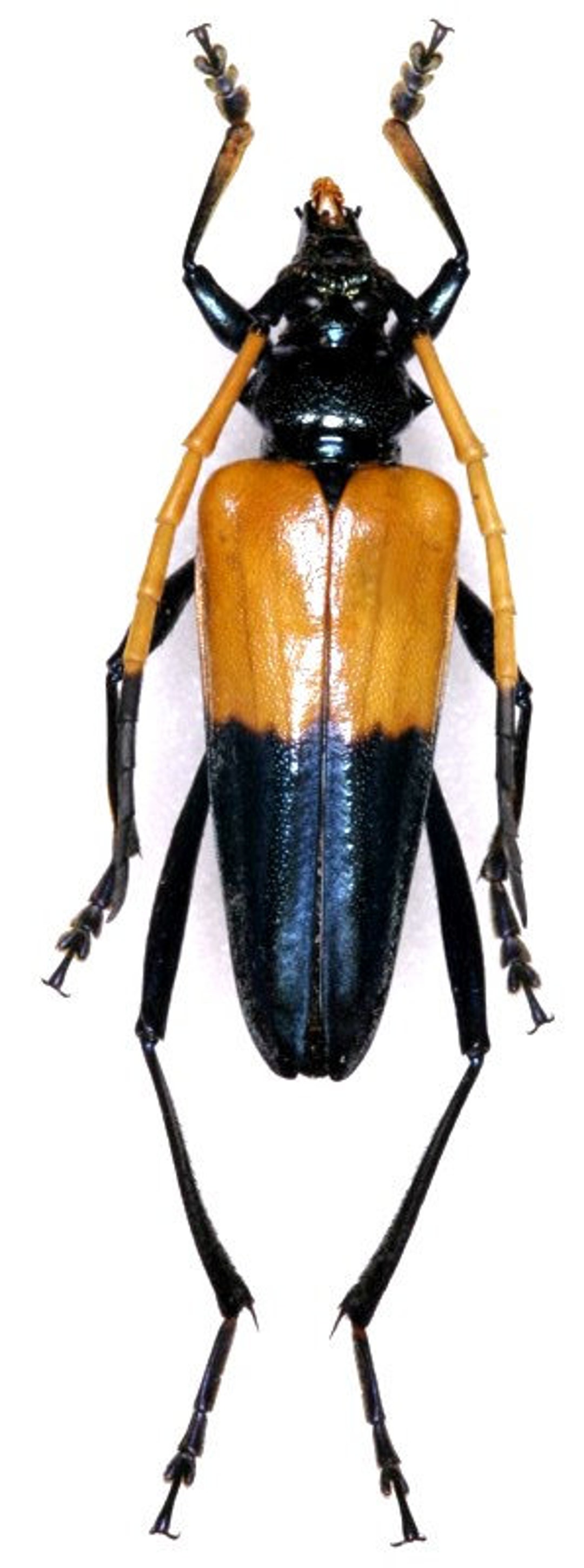 Pack of 2 Colorful Longhorn Beetles Pachyteria Javana ,a1,for All Your ...