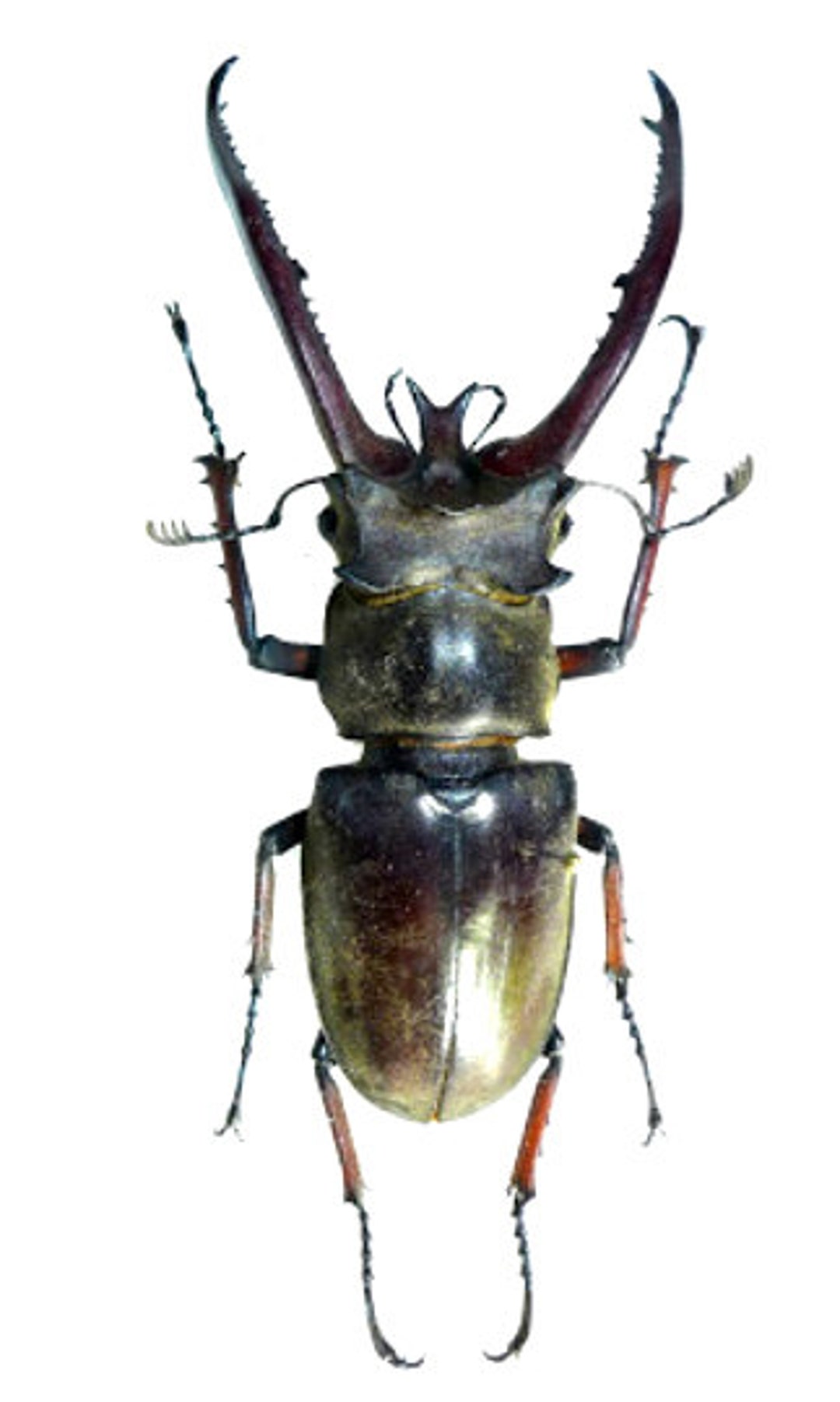 Supplies Taxidermy Artworks - Dried Insects - : Set of 2 Lucanus ...