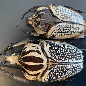 One EXTRA LARGE Pair African Scarab Goliathus Orientalis Size 95/96mm ...