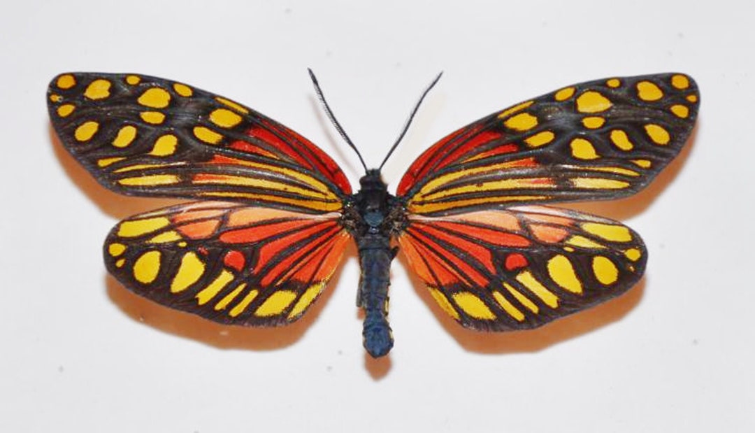 One Fantastic Pack of Two Moths Campylotes Burmanus , Wings Closed A1 ...