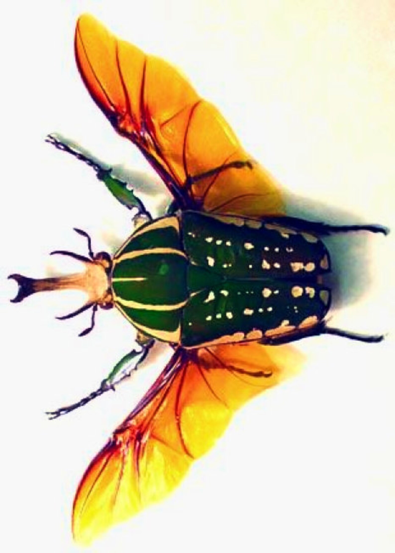 One Male With OPEN WINGS of the African Scarab Beetle - Etsy UK