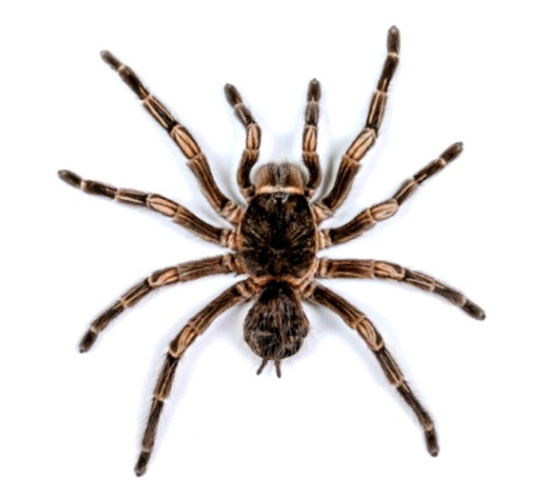 One Impressive Black Velvet Tarantula Acanthoscurria Insubtilis From ...
