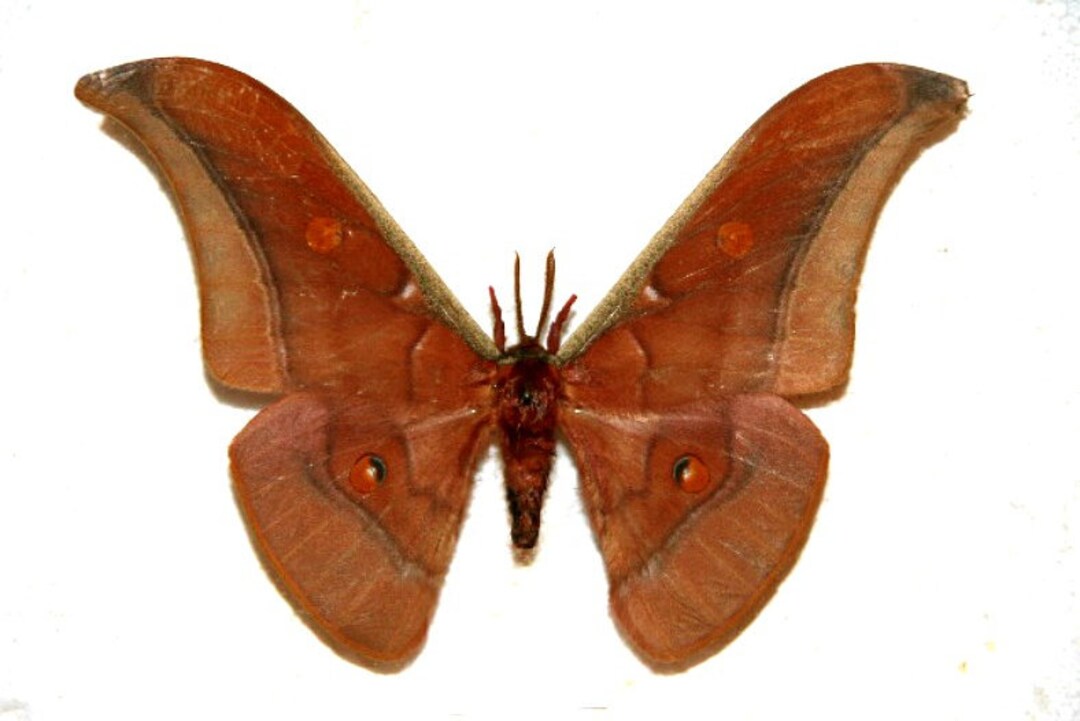 One Huge PAIR M and F of the Asian Silkmoth Antheraea Assamensis With ...