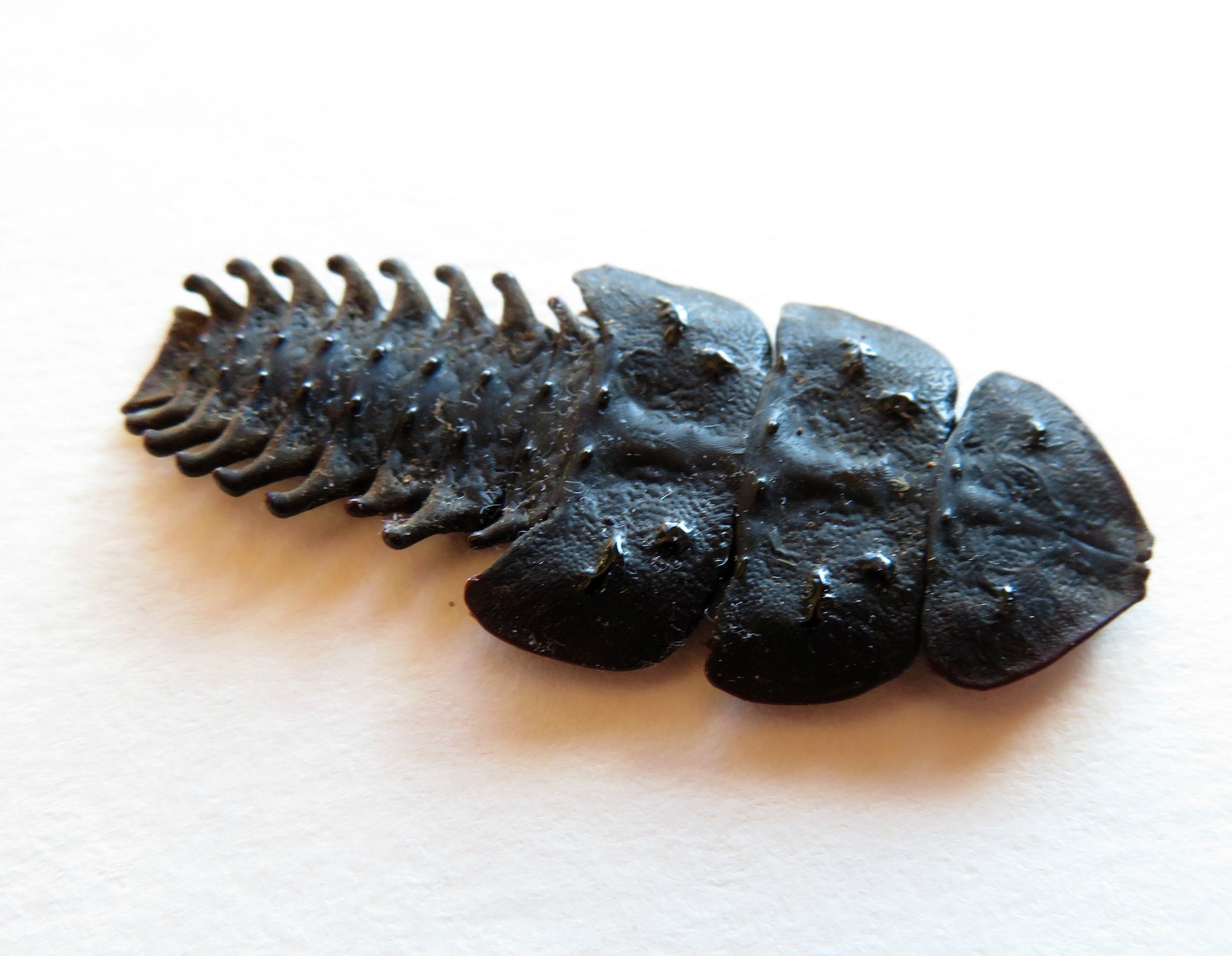 Pack of Dried Insects Trilobite Platerodrilus Ruficollis 30 to - Etsy