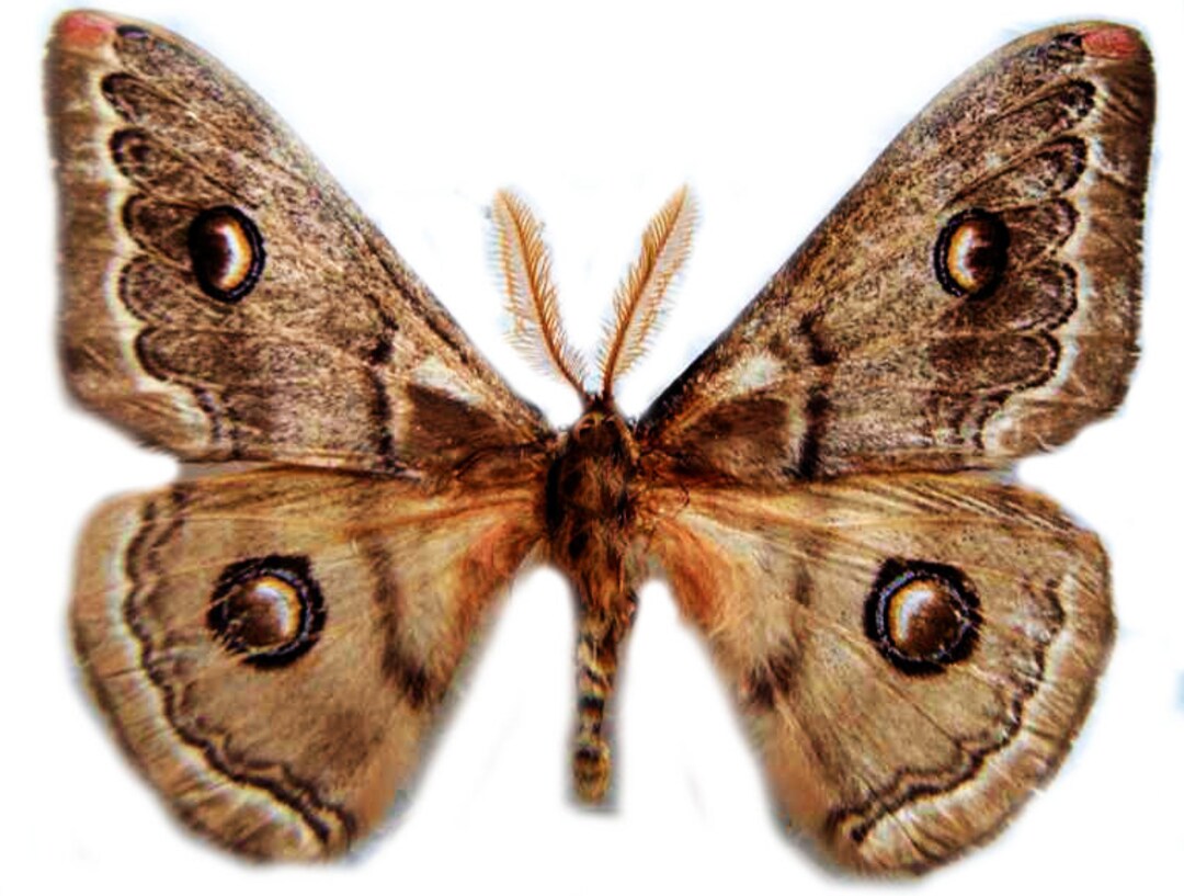 Pack of Two MALES of Neoris Huttoni Shadulla , Silkmoth Saturnidae , A1 ...