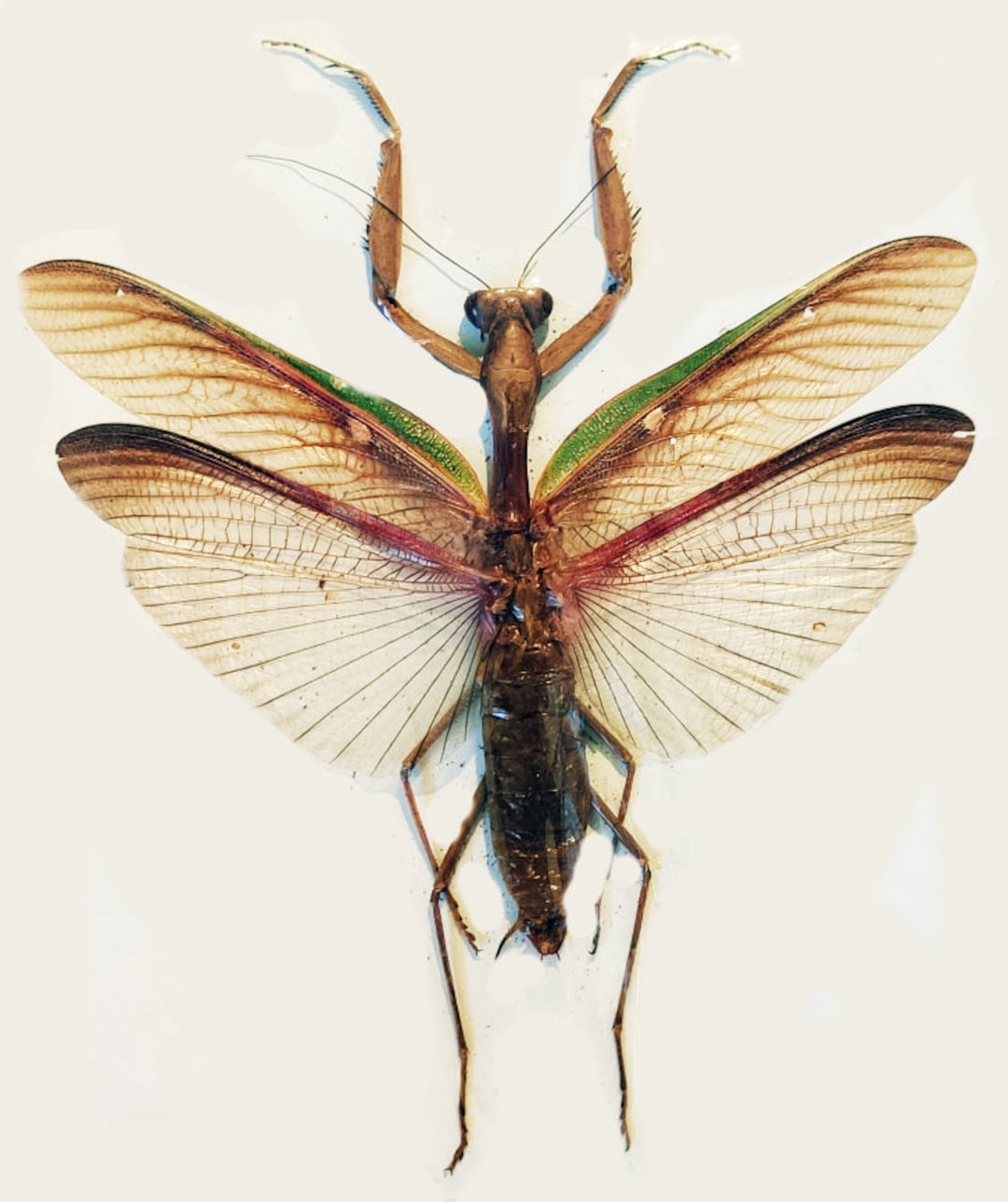 Praying Mantis Wings