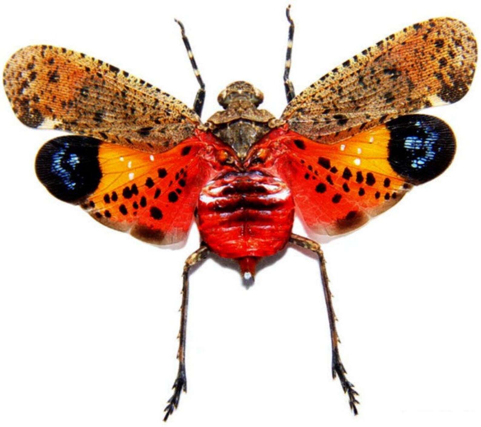 Pack of 3 Lantern Bug Penthicodes Pulchella With Open Wings for All ...