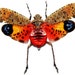 Pack of 3 Lantern Bug Penthicodes Pulchella With Open Wings for All ...