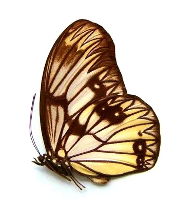 Pack of 2 Butterflies Zethera Incerta With Closed Wings for All Your ...