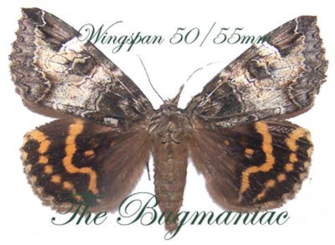 Pack of Two Underwing Moth Euparthenos Nubilis From USA , Folded Wings ...