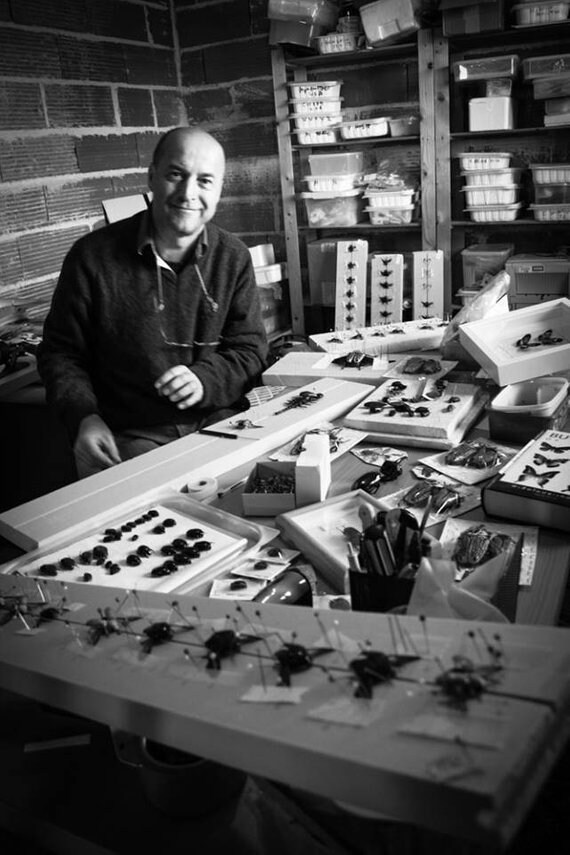 Two males of silk moth Automeris cecrops pamina from USA with - Etsy.de