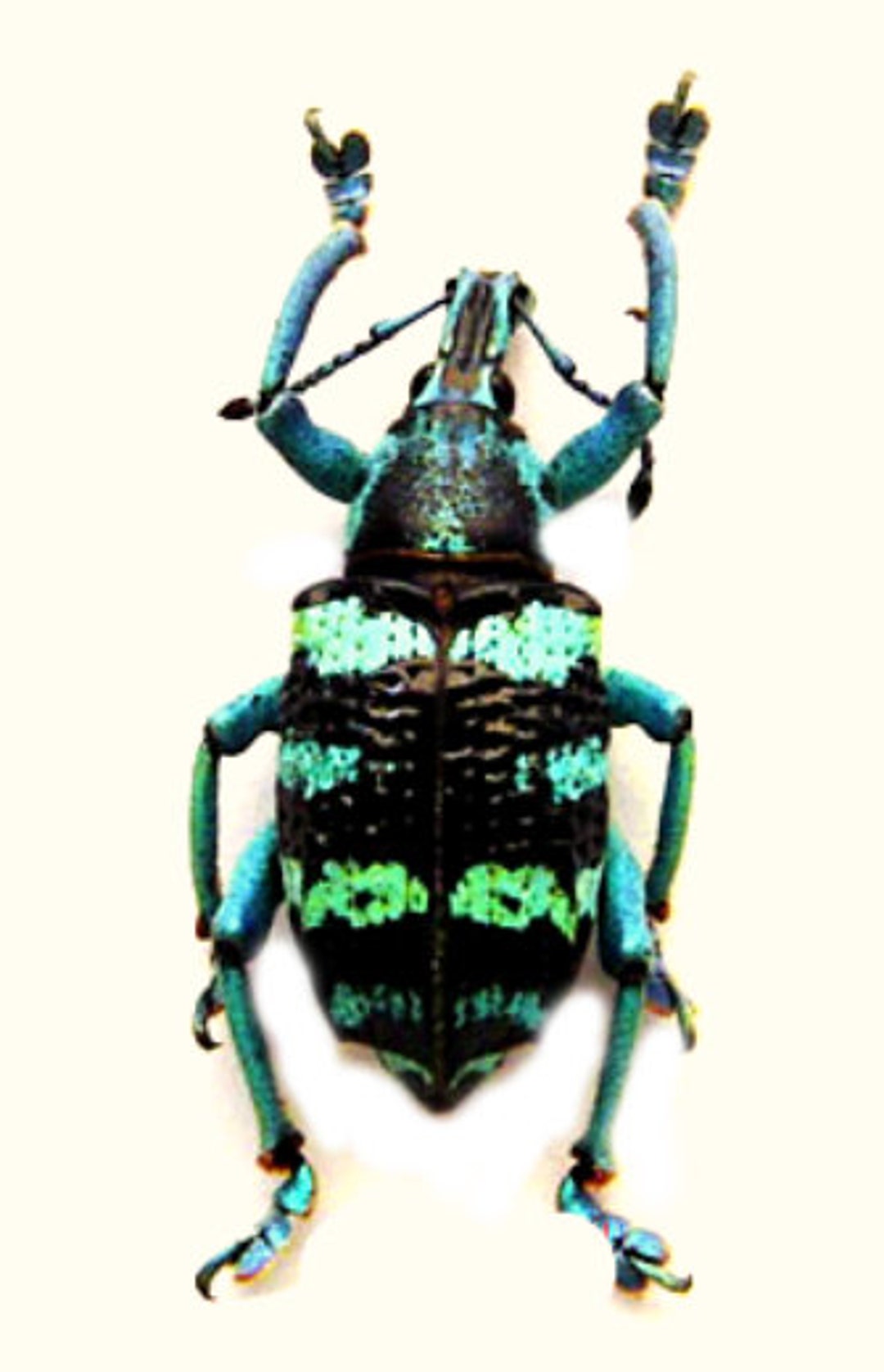 Pack of 3 nice and blue weevil beetls Eupholus linnei for all your ...
