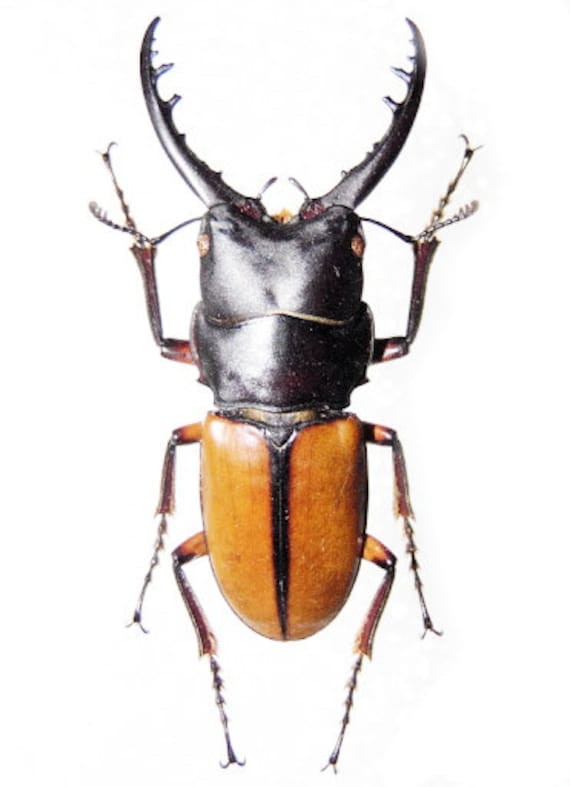 Pack of 5 Stag Beetles Prosopocoilus Bruijni Unmounted A1 - Etsy