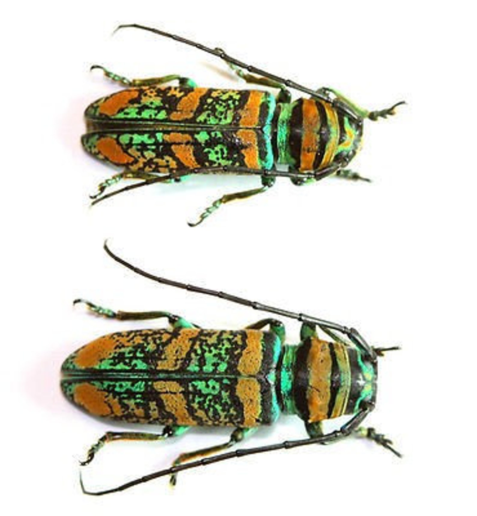 Pack 6 Colorful Longhorn Beetles Anatragus Pulchellus UNMOUNTED Forall ...