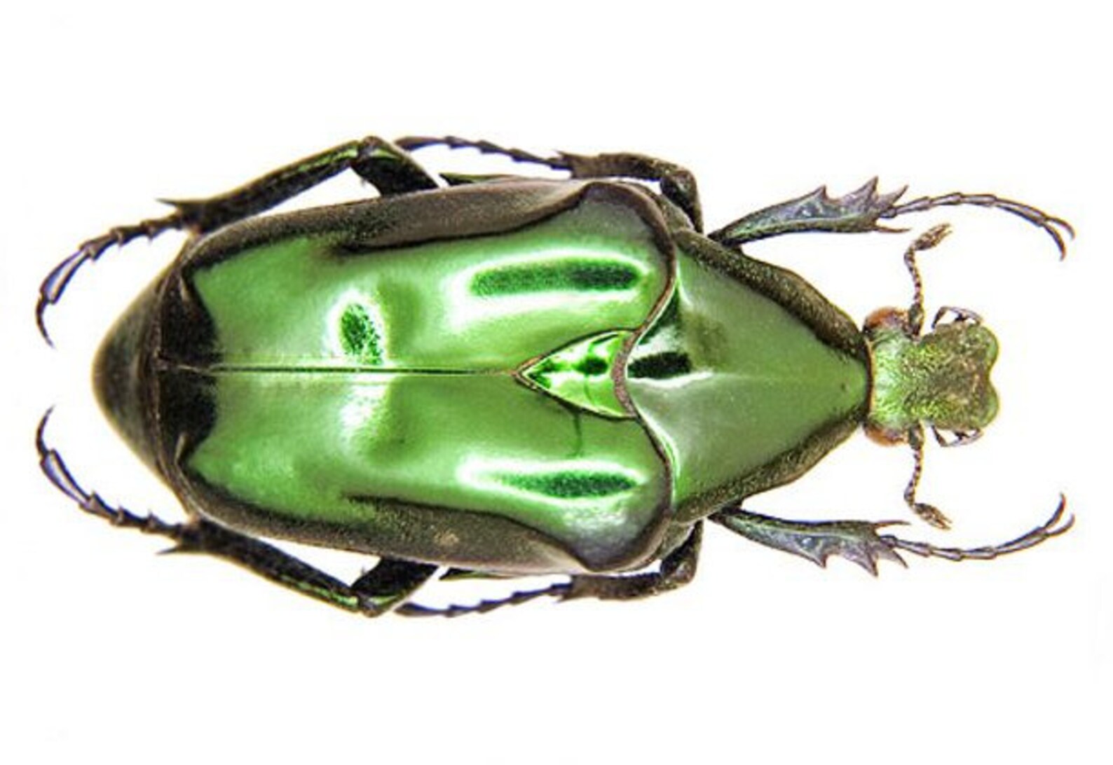 Set of 5 Shiny and Beautiful Scarab Beetles Plectrone Nonveilleri , for ...