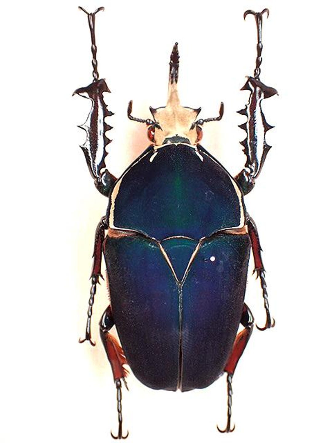 Collectors Item : One Superb Male Mecynorrhina Torquata Ugandensis BLUE ...