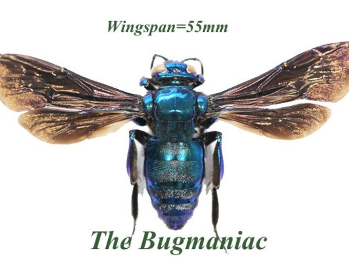 One Fantastic and Large Orchid Bee Aglae Caerulea , Wings Closed , for ...