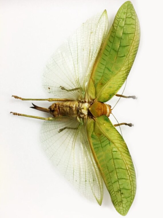 Giant Malaysian Katydid